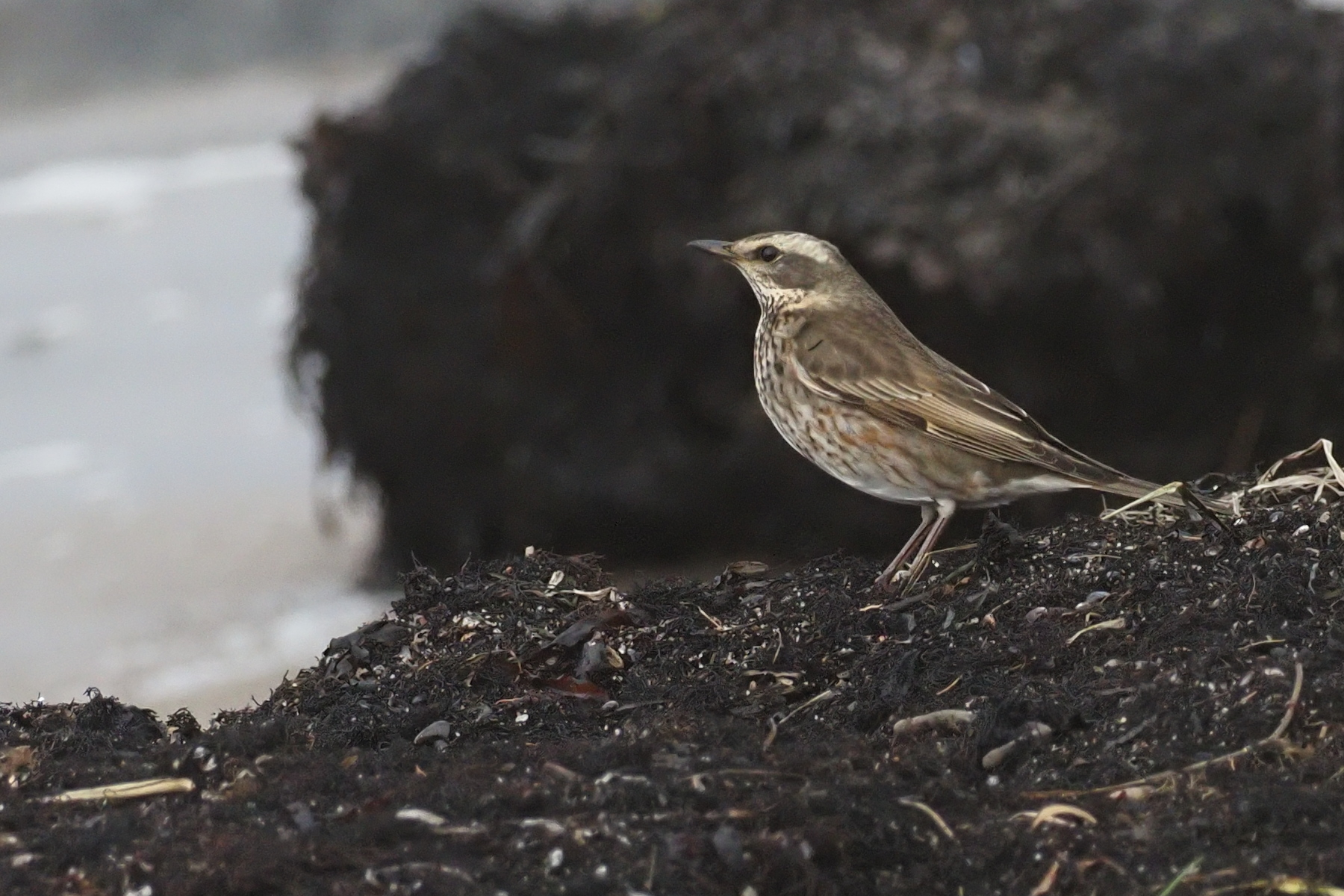 BirdsDK: Dusky Thrush (Turdus eunomus) or Dusky Thrush x Naumann's ...