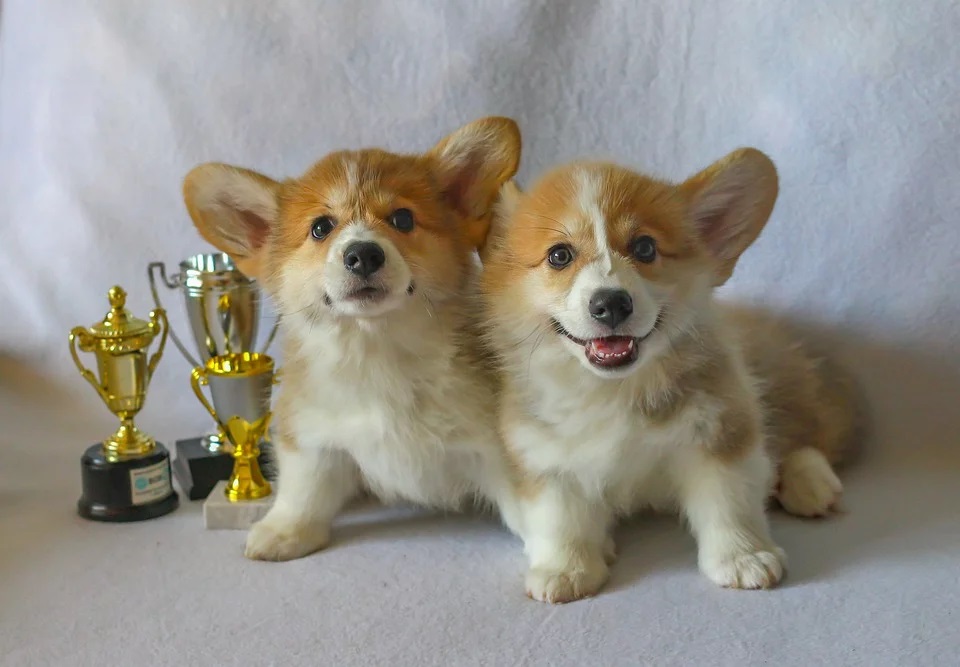 10 Jenis Anjing Kecil yang Pintar