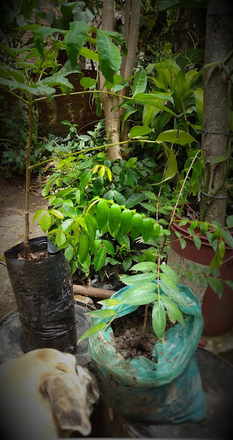 SaymonSemillas: EL TACHUELO ARBOL NATIVO