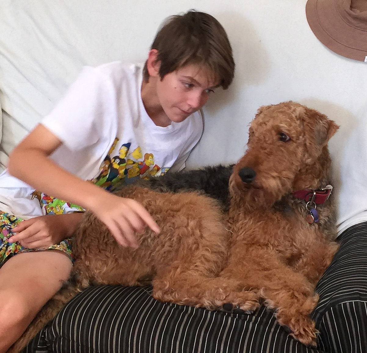 Toby - Airedale