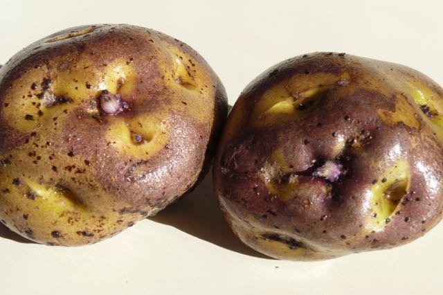 The Food Garden Group Blog: A Guide to Potato Varieties
