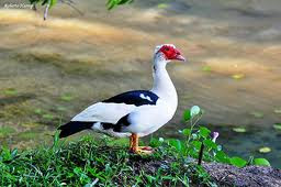 CV. JAYA FARM MITRA BEBEK JAWA TIMUR: JUAL BEBEK DAN ASLI DOD ENTOK