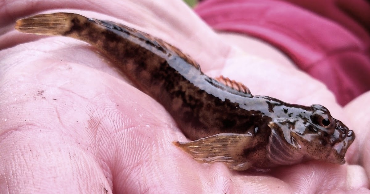 Ben Cantrell's fish species blog: Slimy sculpin 100th species ...