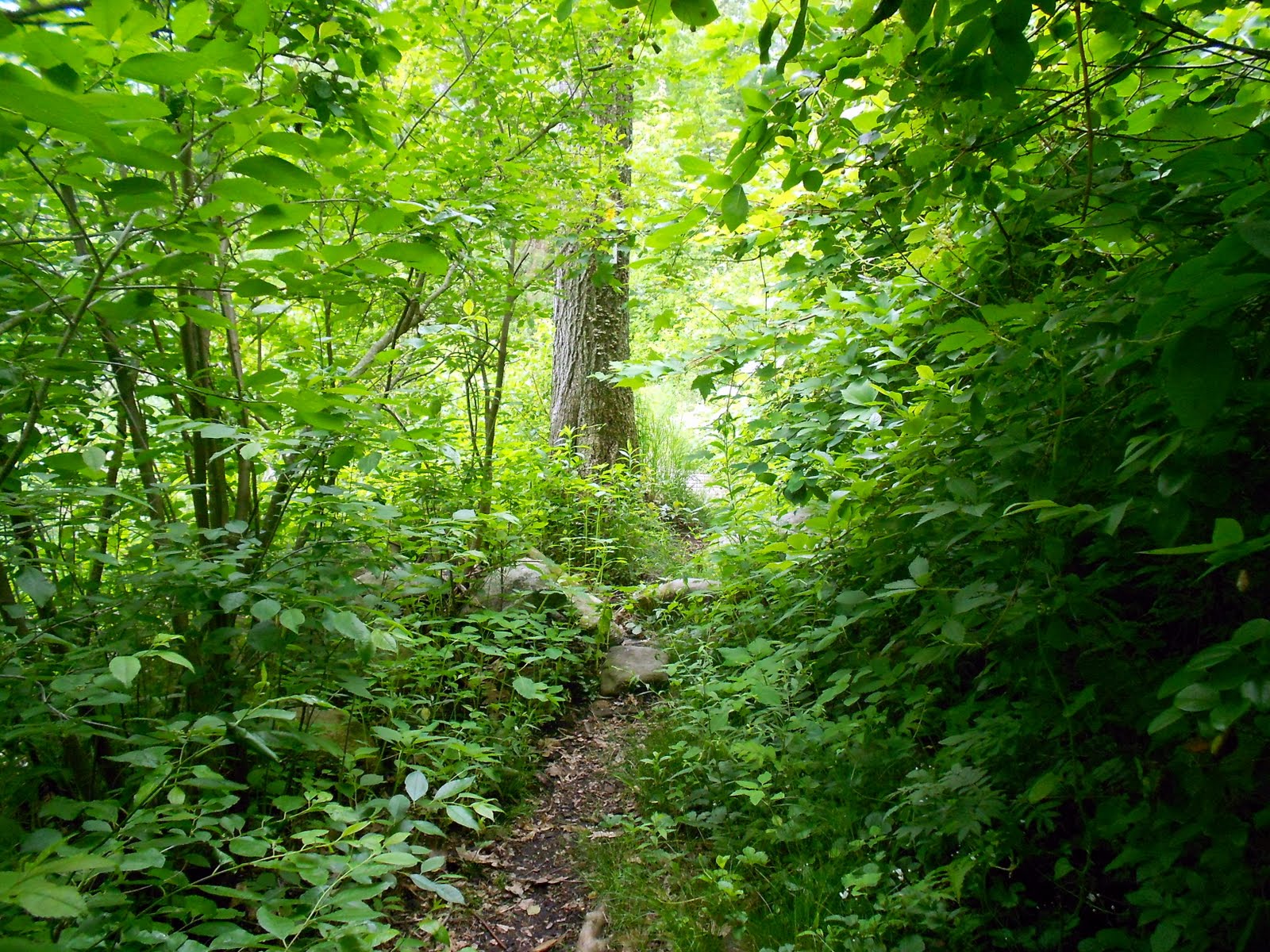 Breakheart Trail Running: Bay Circuit Trail Run, Sections 6 & 7 ...