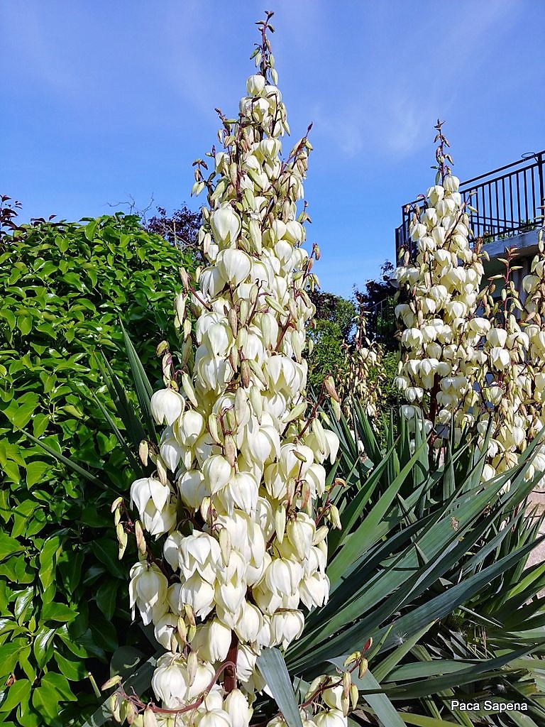 La Rioja de la A a la Z: FLOR DE IZOTE, ITABO O YUCCA ELEPHANTIPES