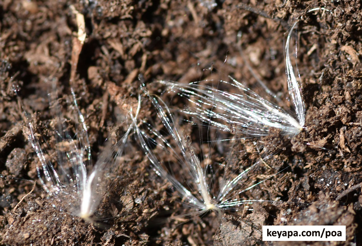 Sejarah Poaceae: The fluffy seeds of my Imperata cylindrica 'Red Baron ...
