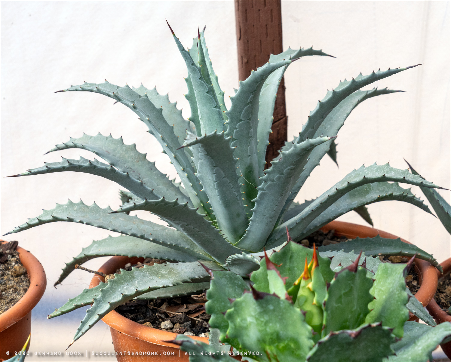 Jeremy Spath's Hidden Agave Ranch: the greenhouse