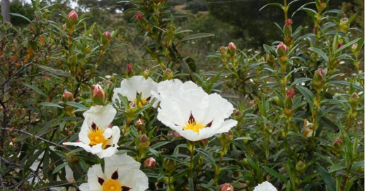 Baía da Lusofonia: Portugal – Esteva uma planta com efeito ...