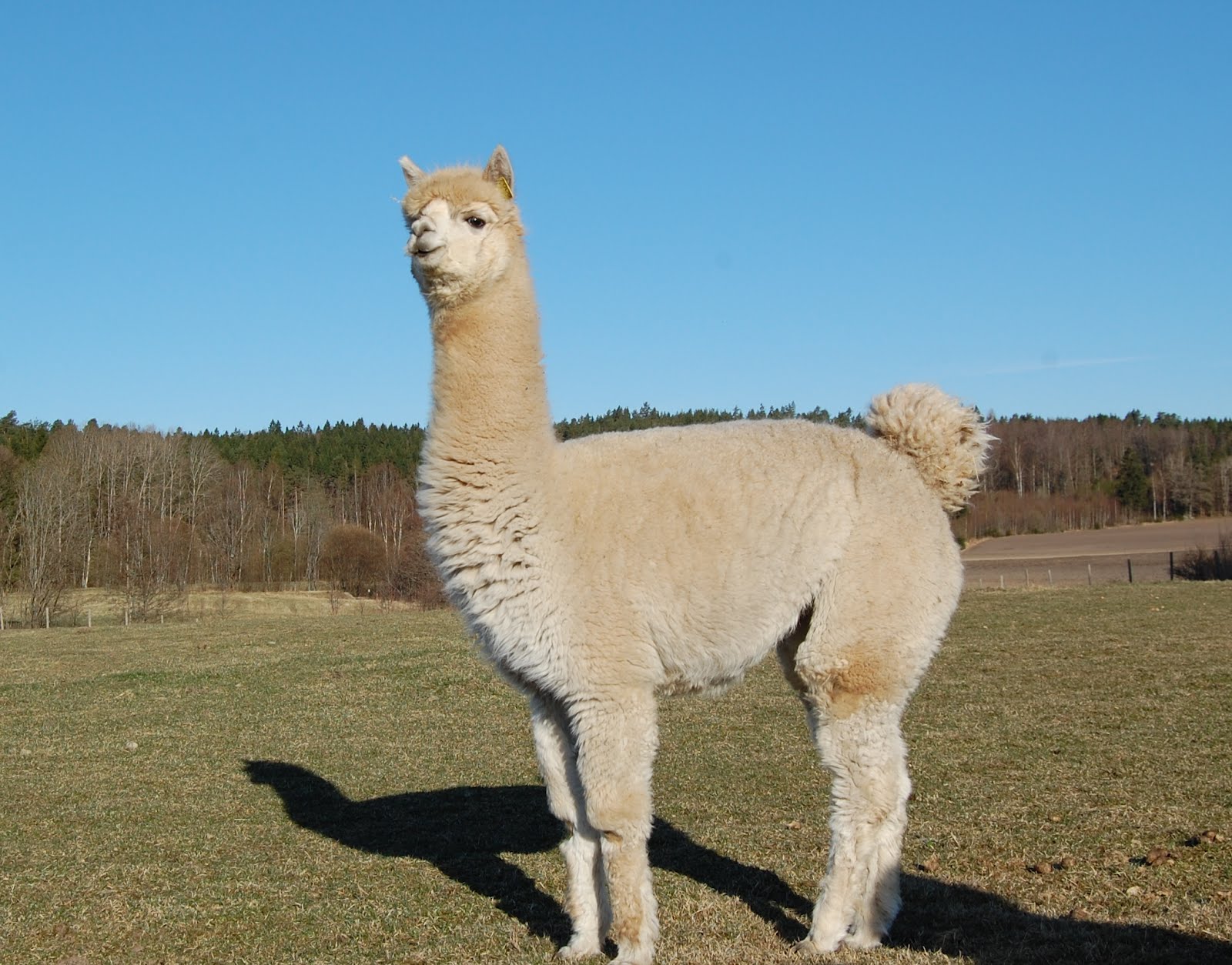 Kriblende fingre: Alpakka, alpakka, alpakka..