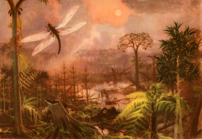 History of Geology: Enter the Coal Swamp Forest: The giant Lycopsid