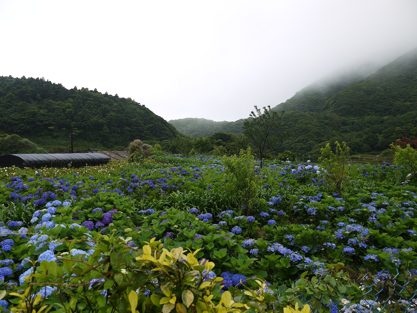 Mike & Sunny's Blog: Hydrangea farms in Yangmingshan