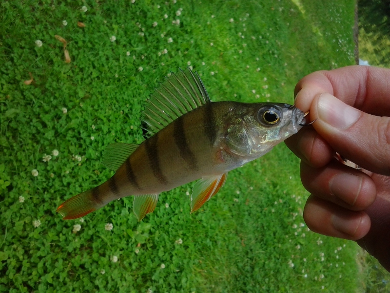 Minimalist Fishing: C'est énervant hein