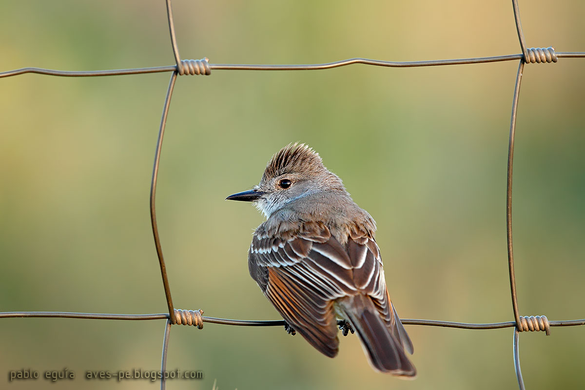 mis fotos de aves: Myiarchus cinerascens Copetón Cenizo Ash-throated ...