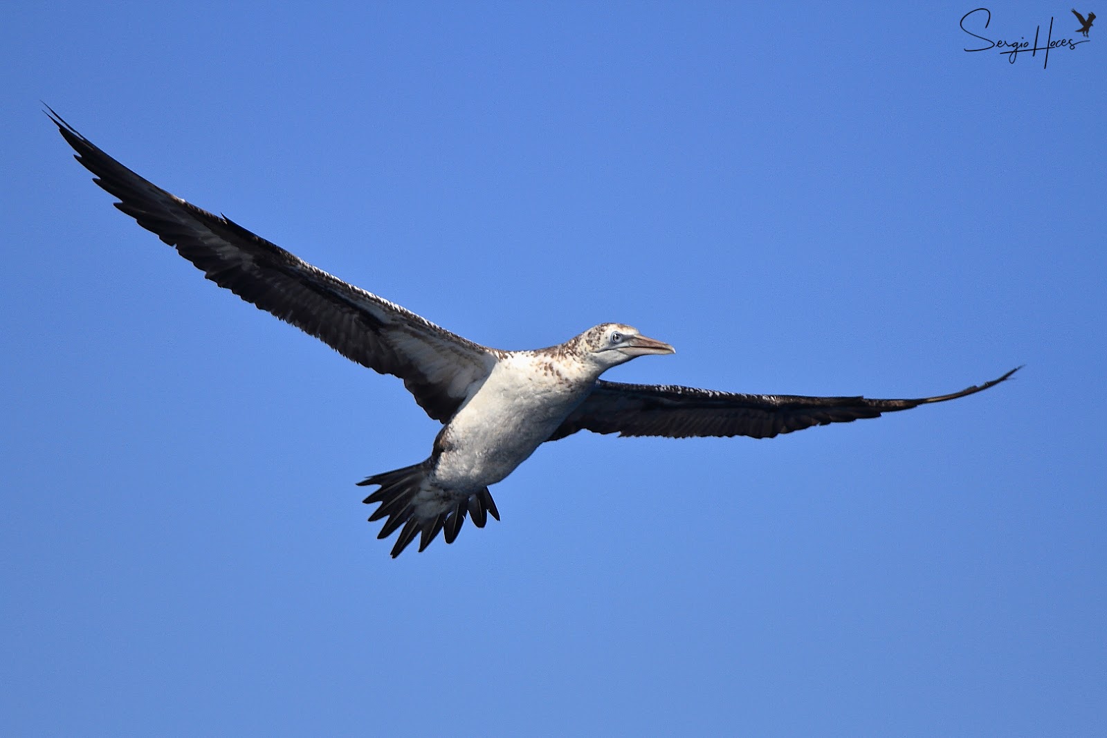 Viajes, Salidas, Naturaleza, (Fotografía).: Alcatraz atlántico (Morus ...