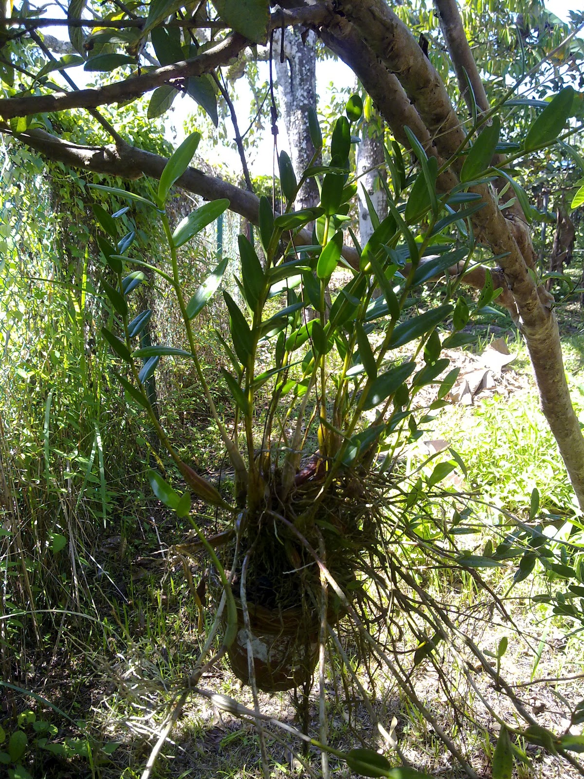 Full House Orchid: Orkid merpati - Dendrobium crumenatum