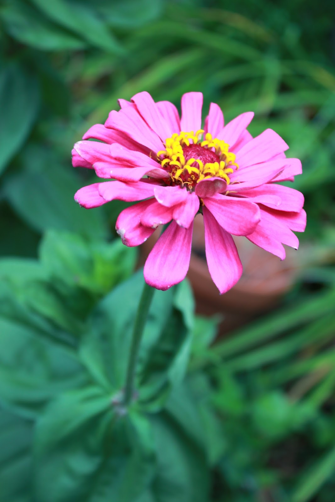 Penn State Extension Philadelphia Master Gardeners : Twists and Turns ...