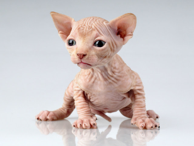Entrada libre: Gato sphynx