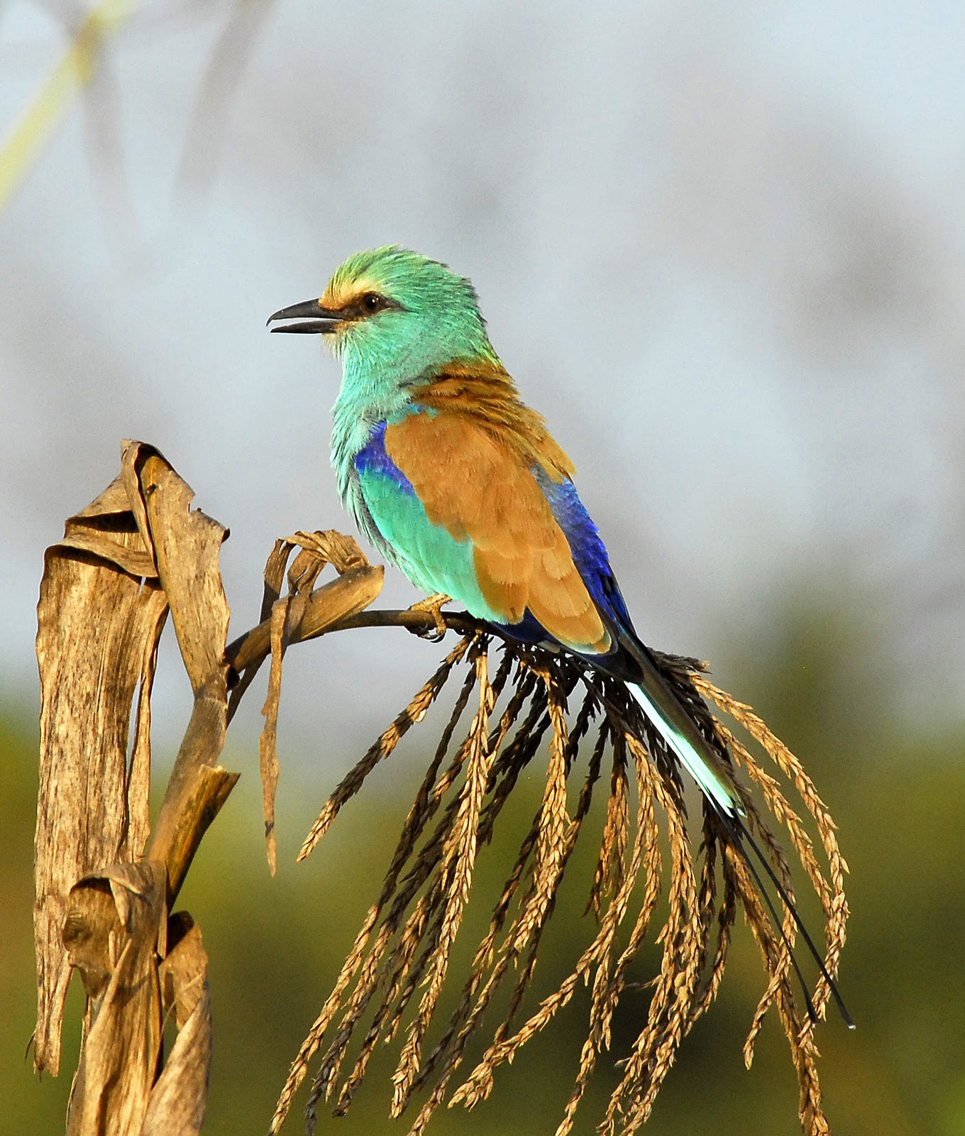 BirdManBob: More Birds of The Gambia