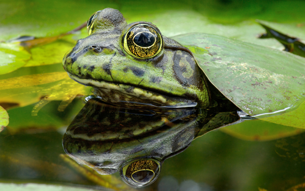 American Bullfrog Wallpaper | Day Wallpapers