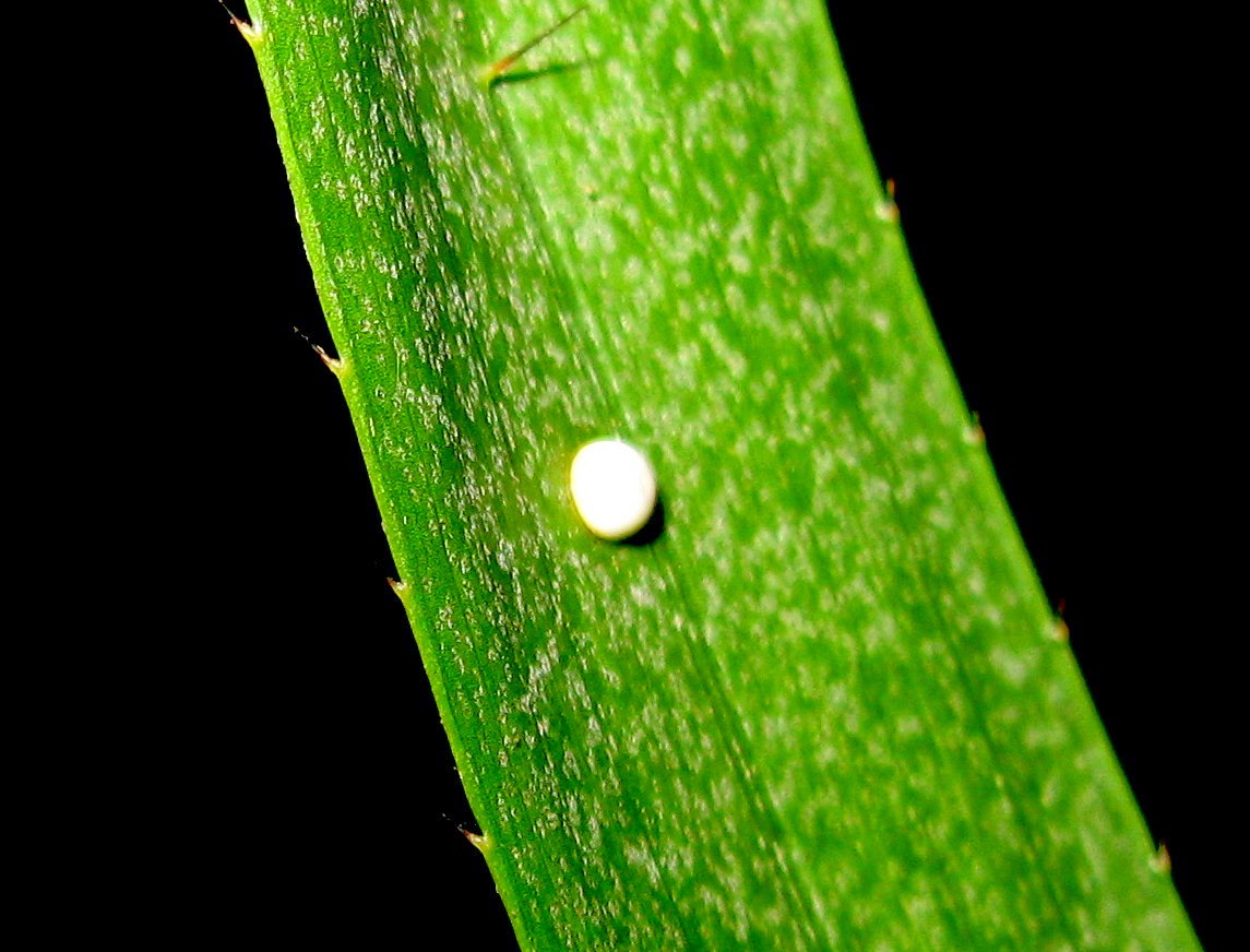 Nature Of Srilanka: Giant Red eye (Gangara thyrsis clothild) - මාර තැසියා