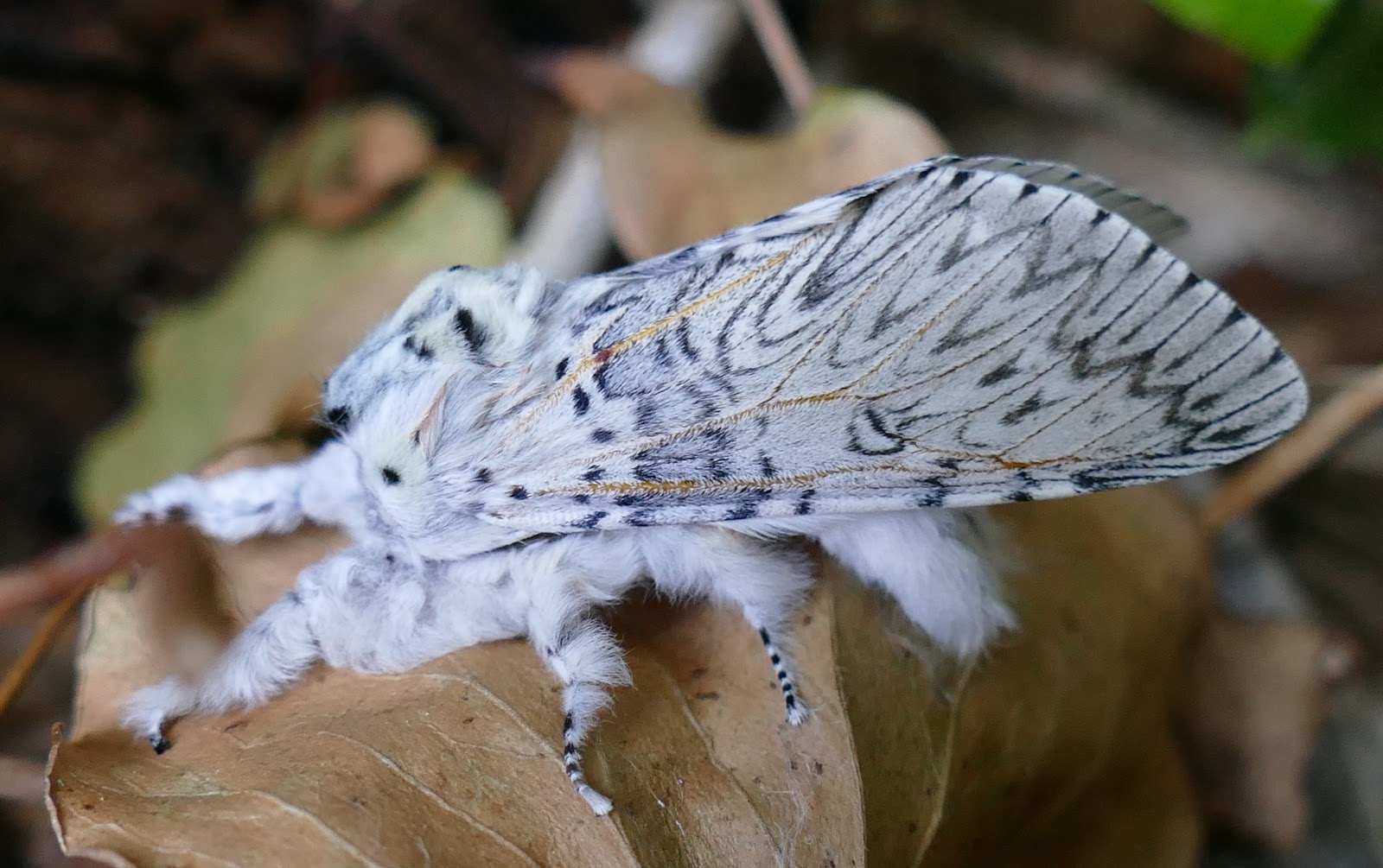 Andrew Cockroft, Birds , Moths and Butterflies: Fox moth on the Hills ...