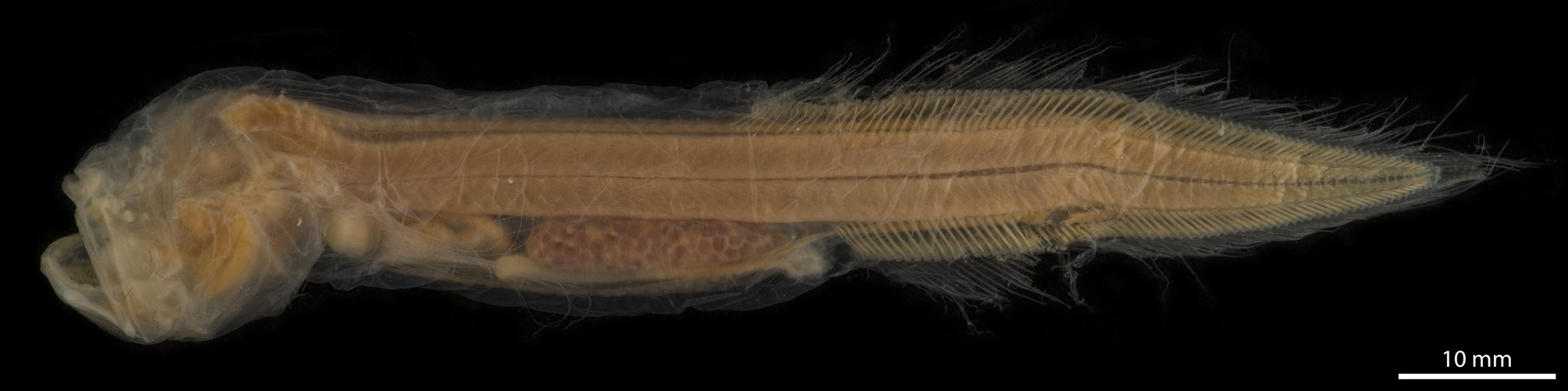 Artes de Pesca: ACTINOPTERYGII