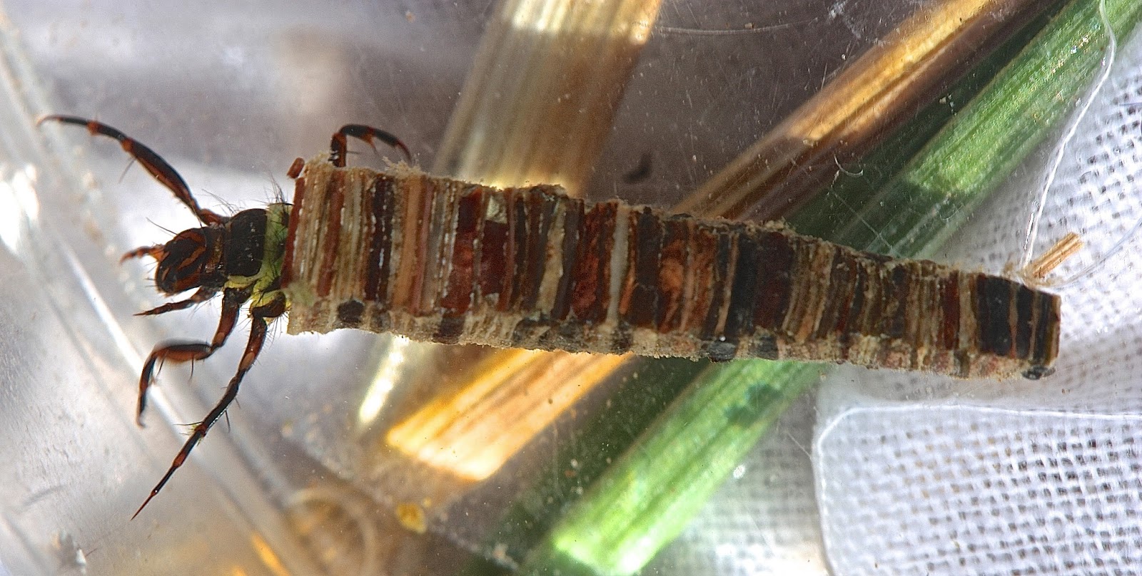 Aquatic Insects of Central Virginia: Isoperla season at the Rapidan River