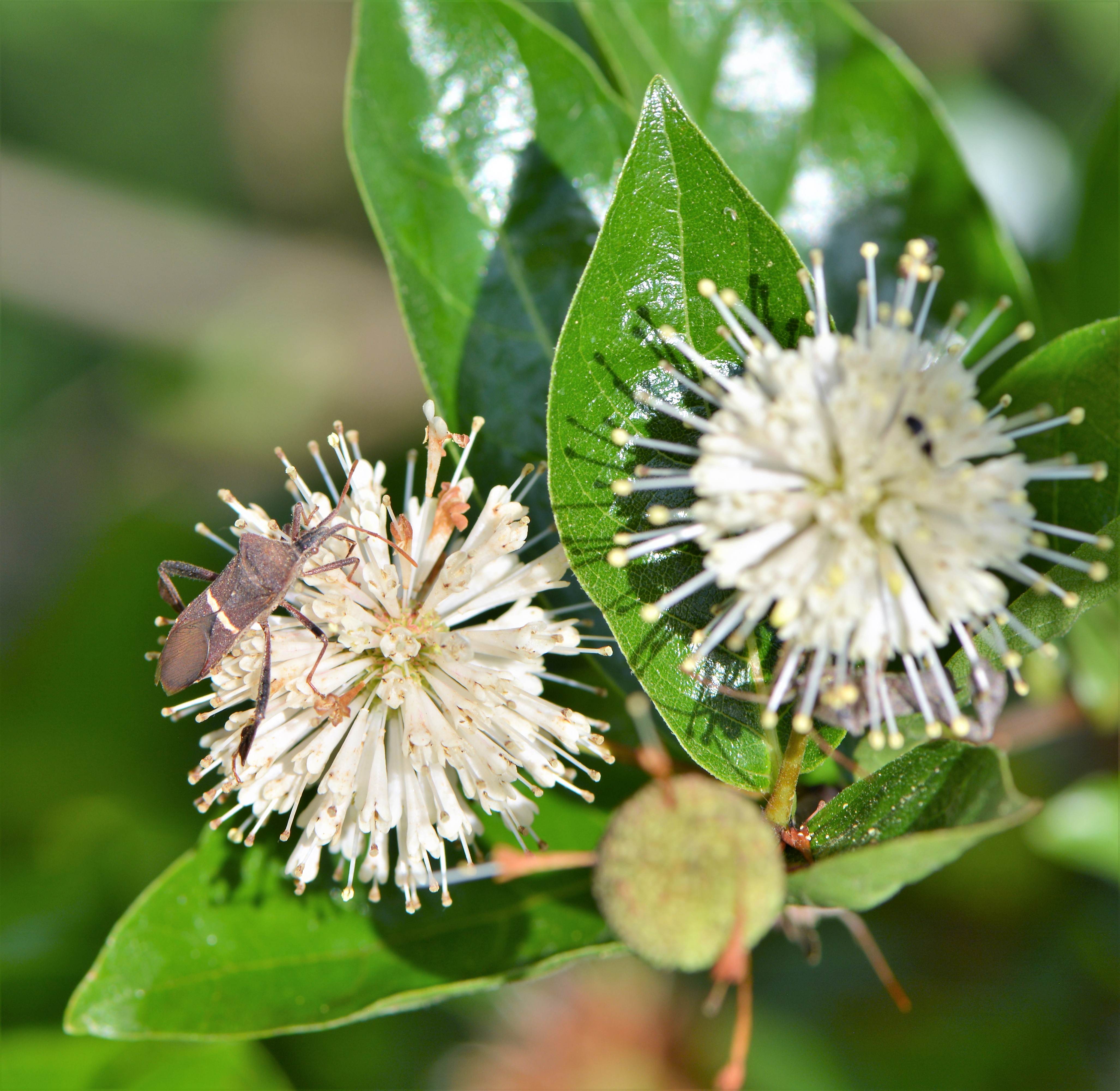 A Walk Around the Buttonbush