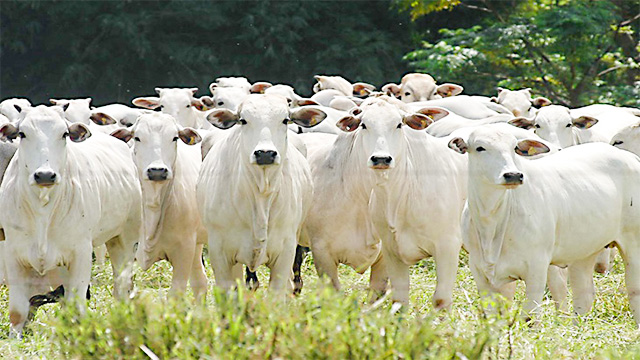 A projeção da imagem da carne brasileira no exterior, e também no ...