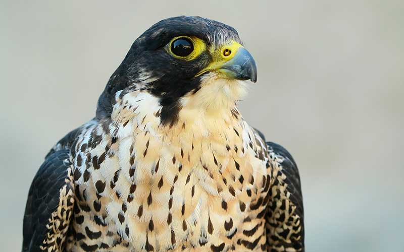 Animales en peligro de extinción por continentes: América