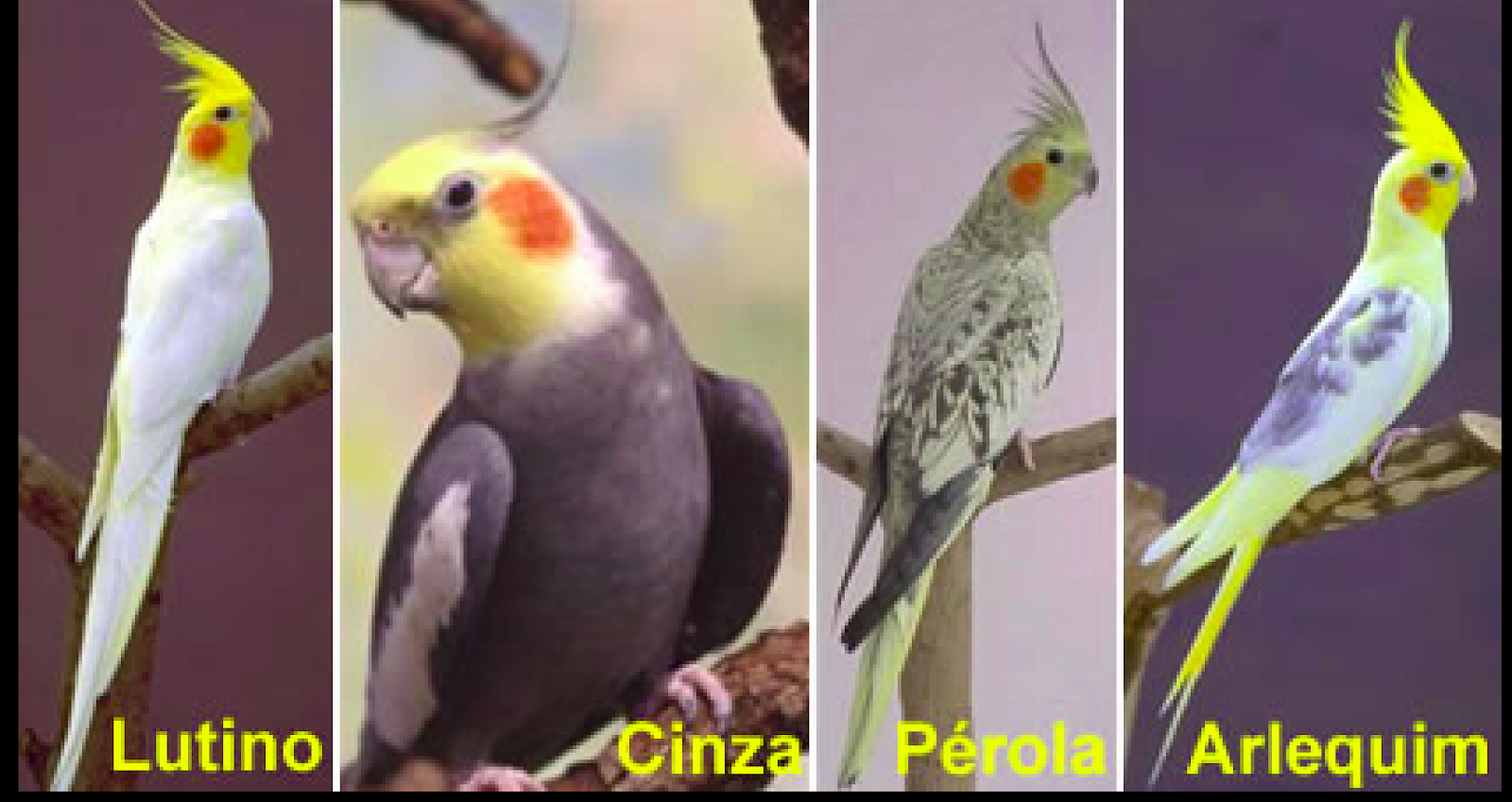 CRIATÓRIO FERNANDES : CORES DE CALOPSITAS