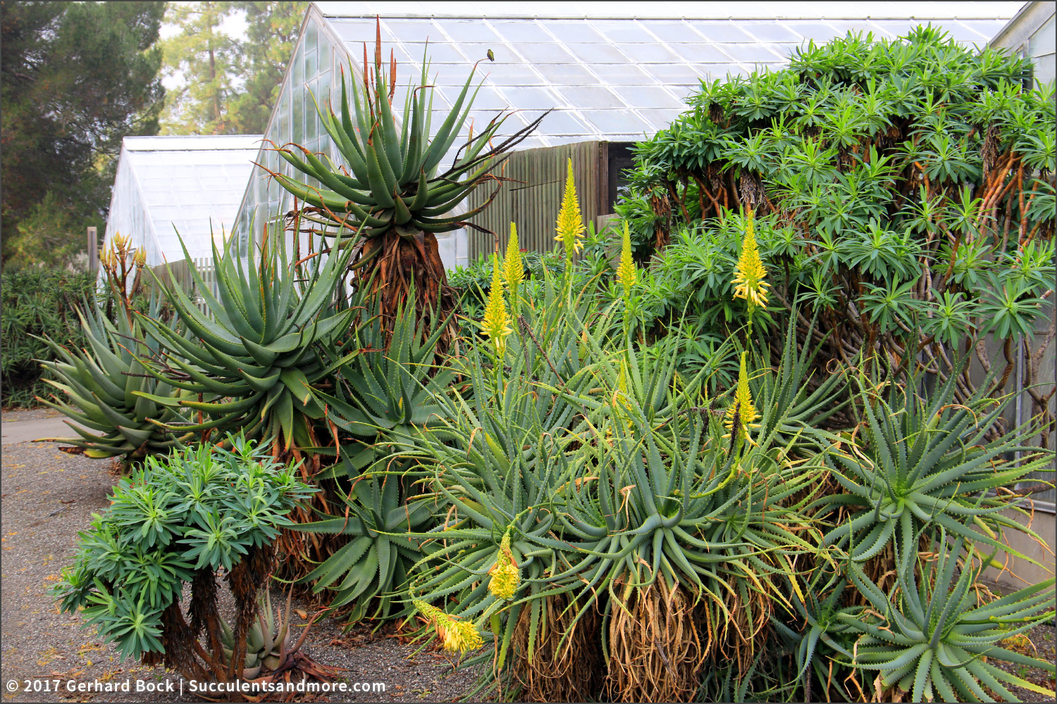First 2017 look at the aloes at UC Davis