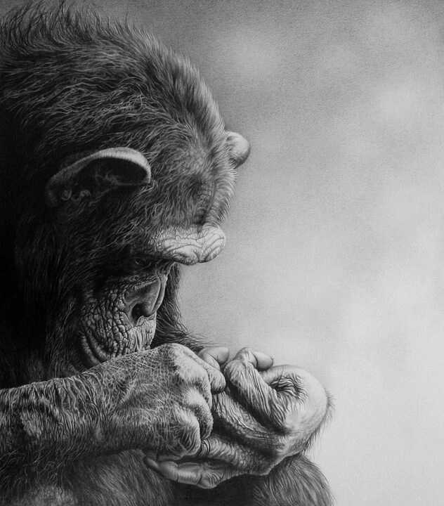 Realistic Pencil Drawings Of Animals