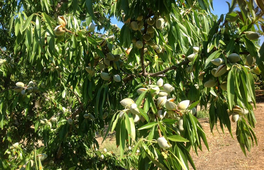 De camino al récord en la cosecha de frutos secos