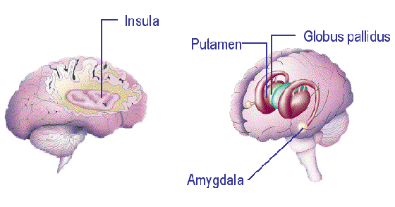 IlcovodiJack: 2298. Tutta colpa dell'insula!