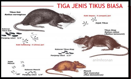 Anim Agro Technology: FAKTA TENTANG TIKUS (PART 1)