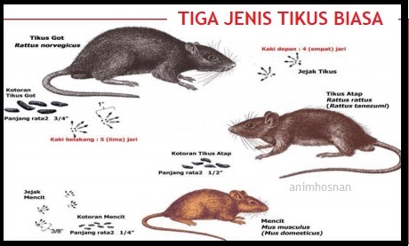 Anim Agro Technology: FAKTA TENTANG TIKUS (PART 1)