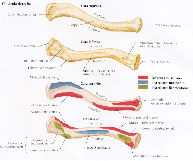 Clavicula Saliente