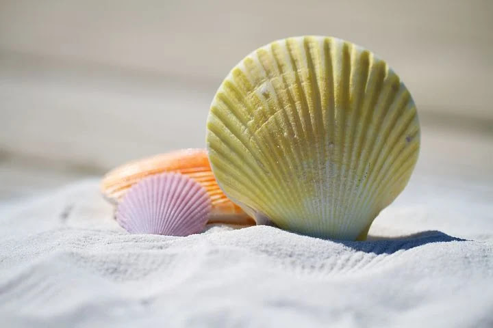 Jelaskan apa yang kamu ketahui tentang Mollusca (Hewan Lunak) dan ... Jelaskan apa yang kamu ketahui tentang Mollusca (Hewan Lunak) dan ...
