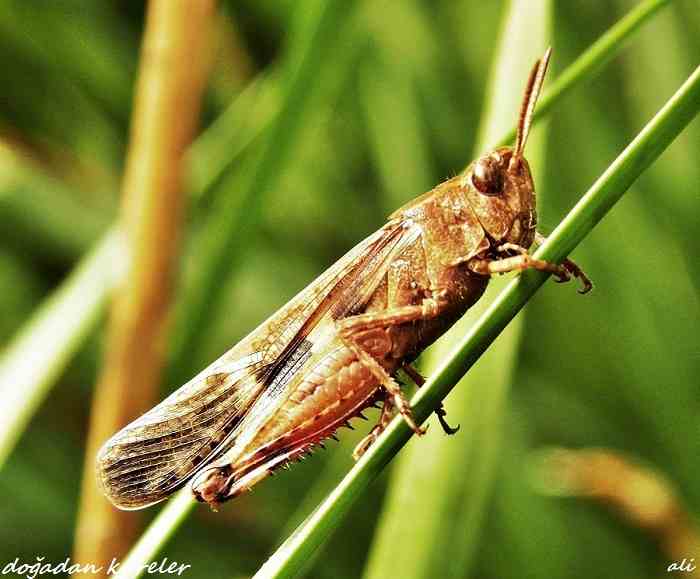 Doğadan Kareler: Doğada Çekirge Resimleri