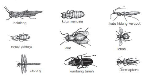Pengertian Arthropoda, Crustacea, Insekta, Chilopoda, Diplopoda dan ...