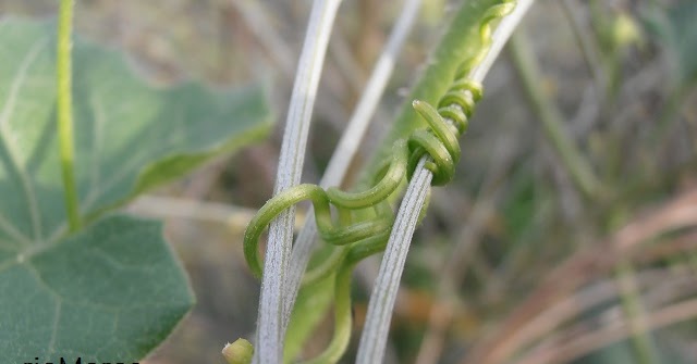 Zarcillo | Plantas rioMoros