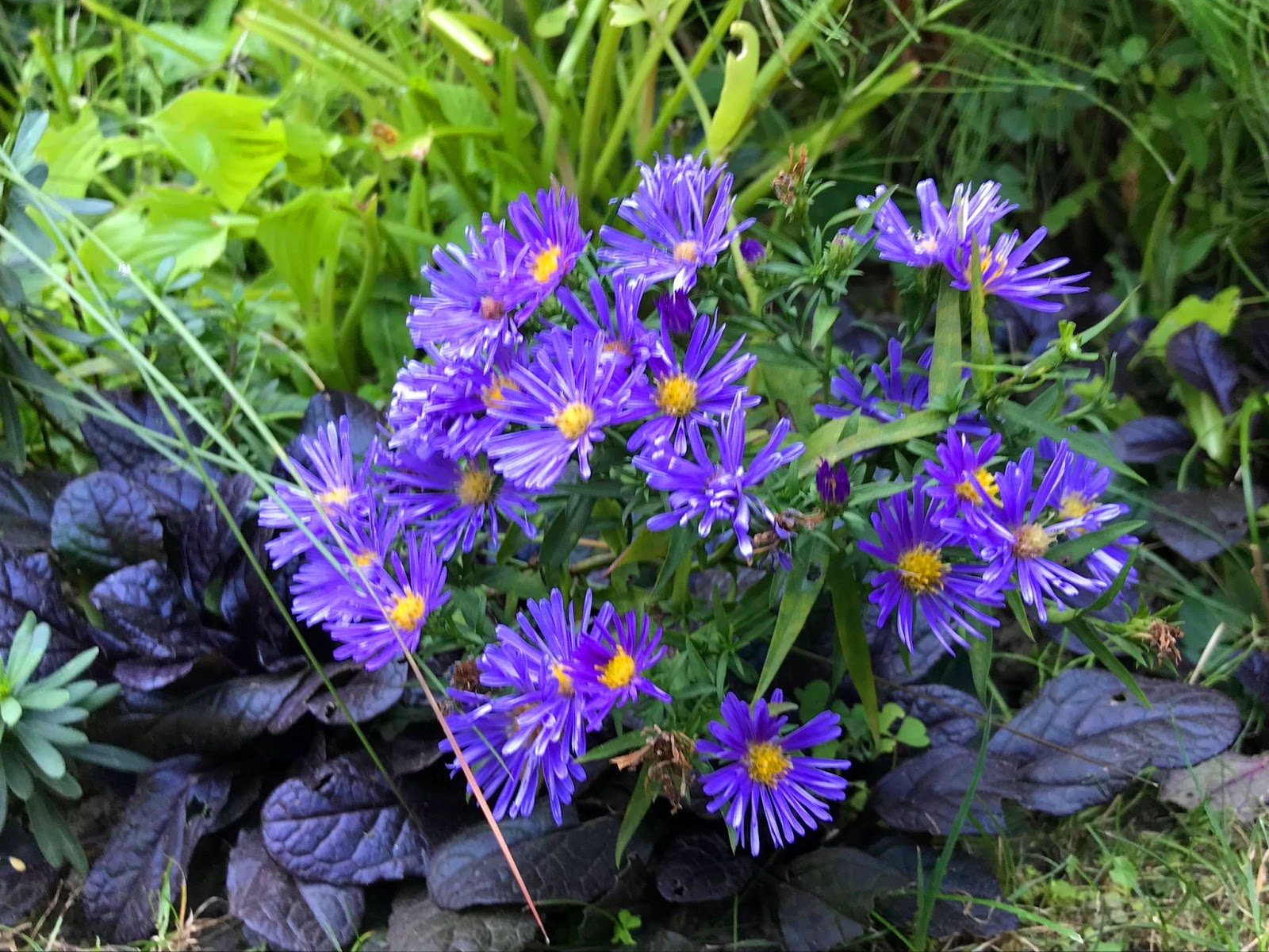 Time in the garden: Aster, steluțe colorate