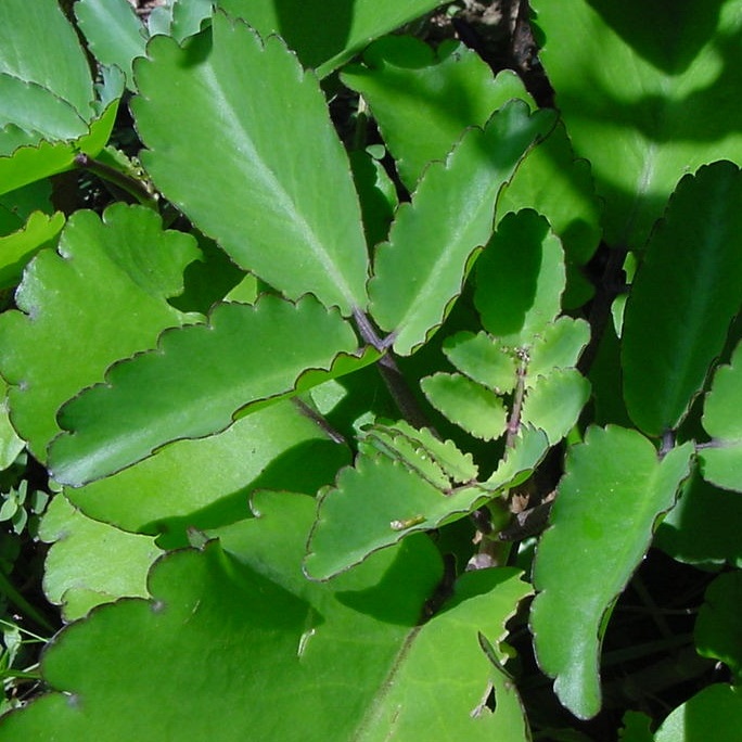 "Verdade//aspas" : 👪 Crassulaceae (Kalanchoe pinnata)