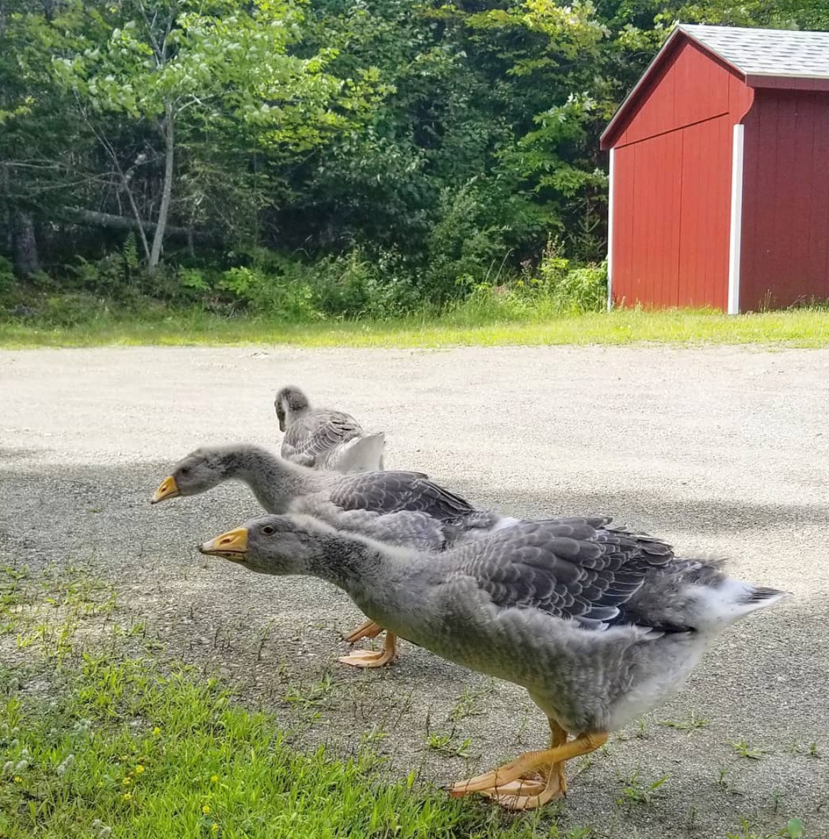 12 Fun Facts About Pet Geese Fresh Eggs Daily 12-fun-facts-about-pet-geese-fresh-eggs-daily