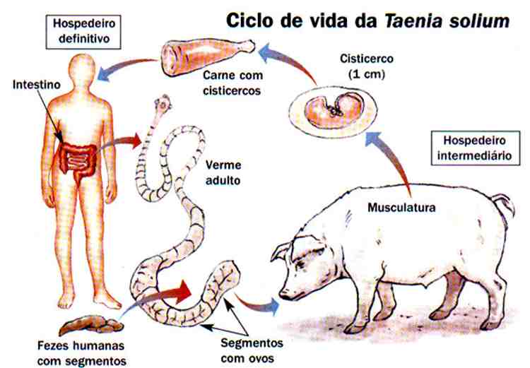 ciencias: teniase
