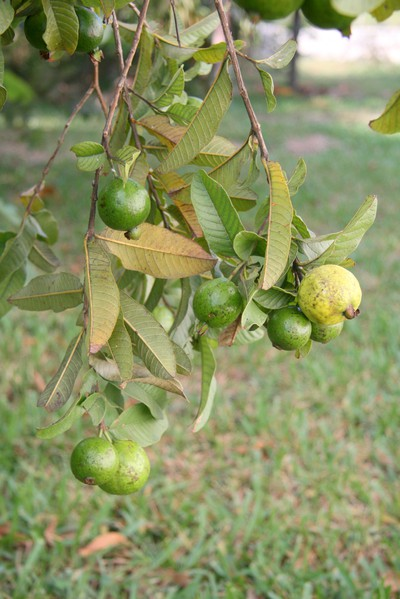 We love Our Bangladesh: Guava(peyara/pearah or goyaa) now a native ...