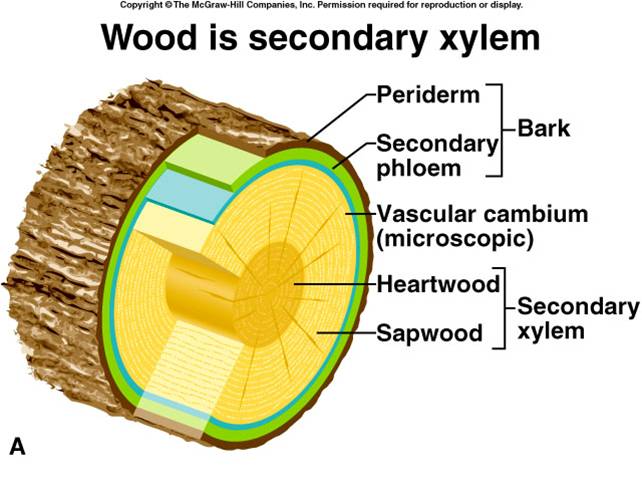 EDUCATION: PLANT STEM