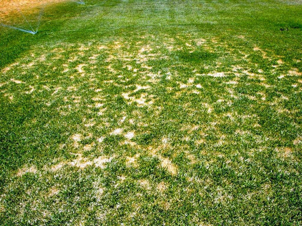 Xtremehorticulture of the Desert: Turfgrass Dead Spots. Disease?