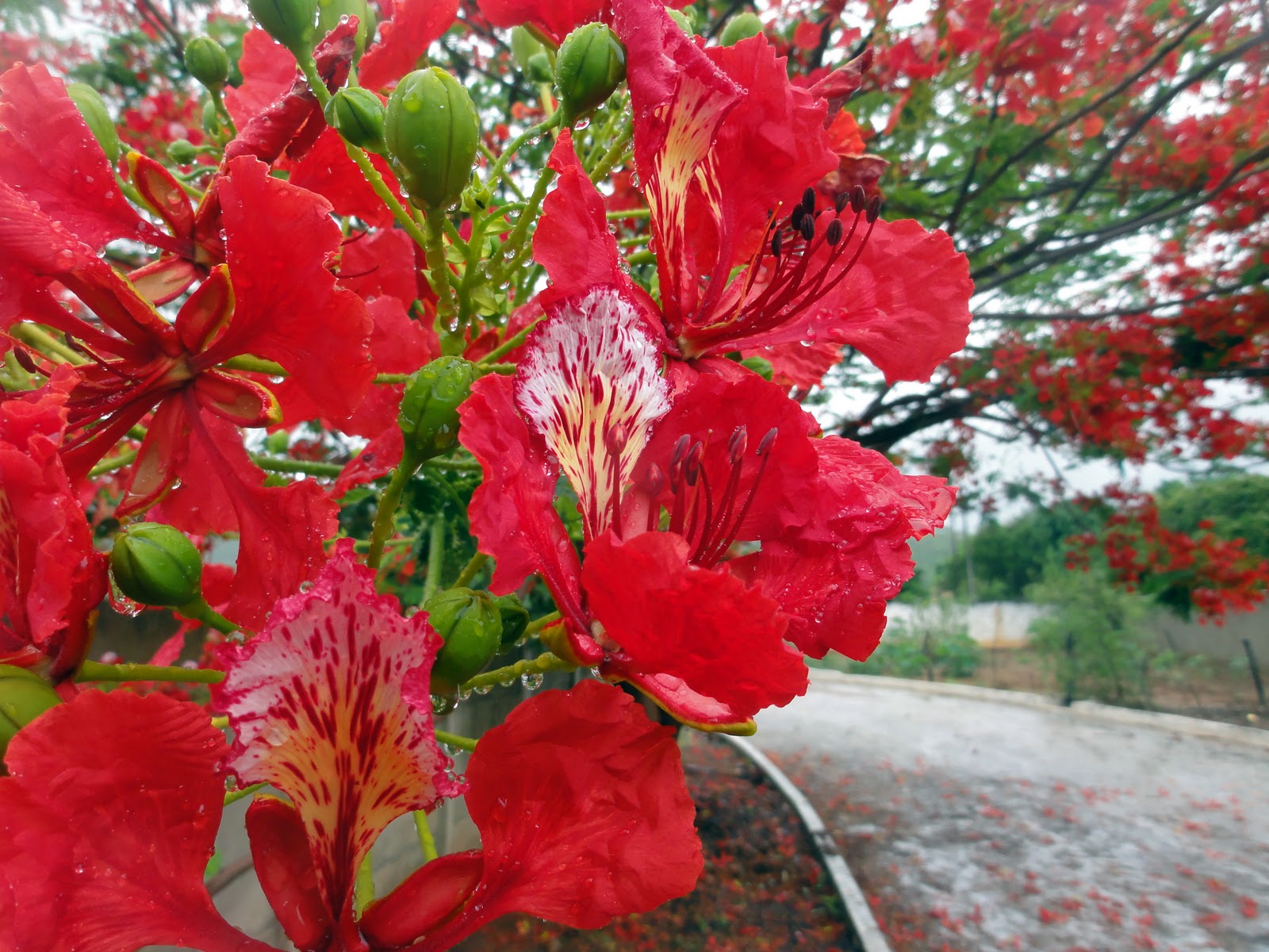 Flor de Flamboyant | Fotos do Cerrado...